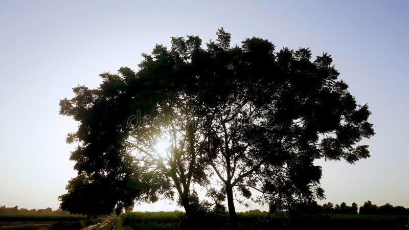 A Image of Trees Evening Time Stock Photo - Image of morning, trees ...