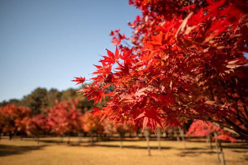 Image of Trees with Red Leaves during the Fall Season. Stock Image ...
