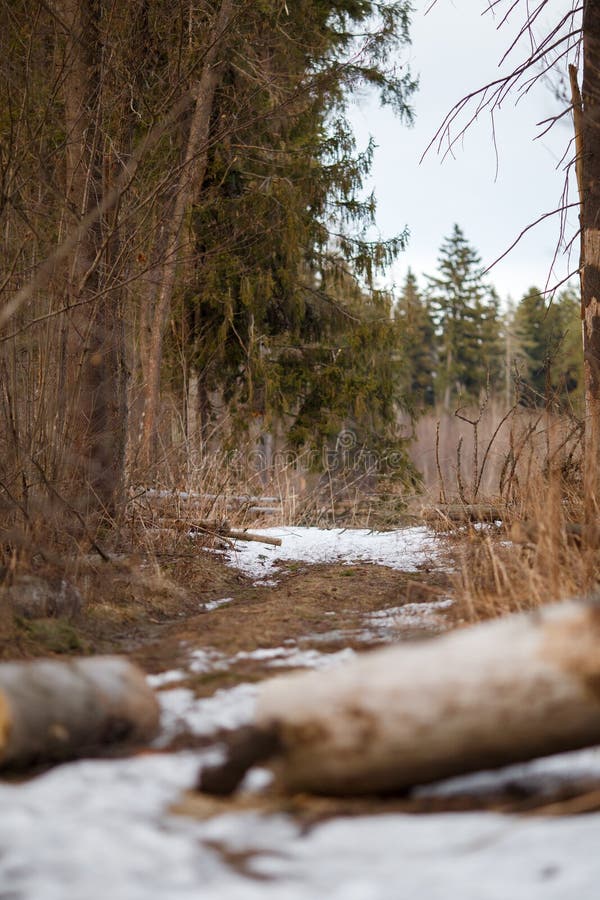Image of Trees and Trail with a Little Bit of Snow in Forest Stock ...