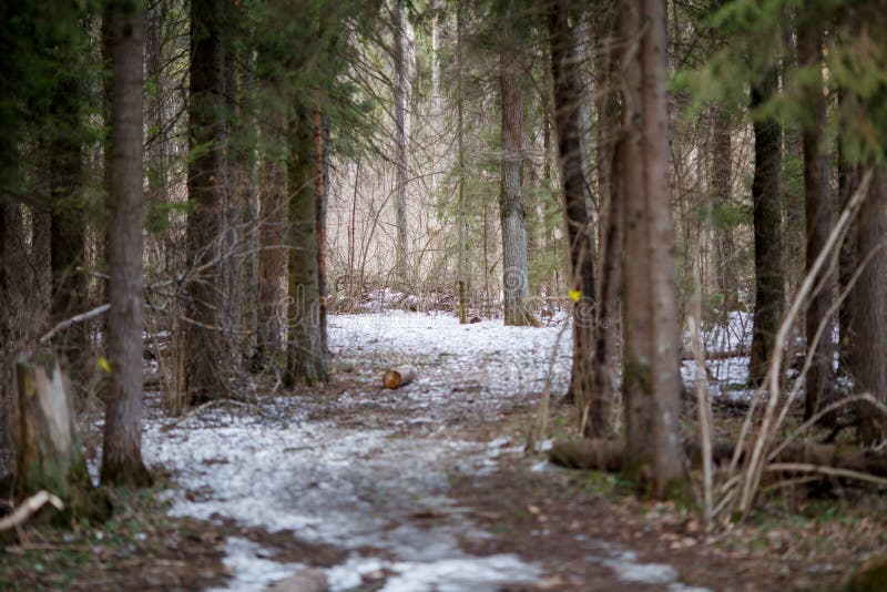 Image of Trees and Trail with a Little Bit of Snow in Forest Stock ...