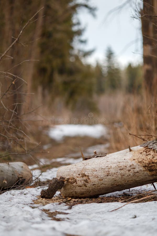Image of Trees and Trail with a Little Bit of Snow in Forest Stock ...