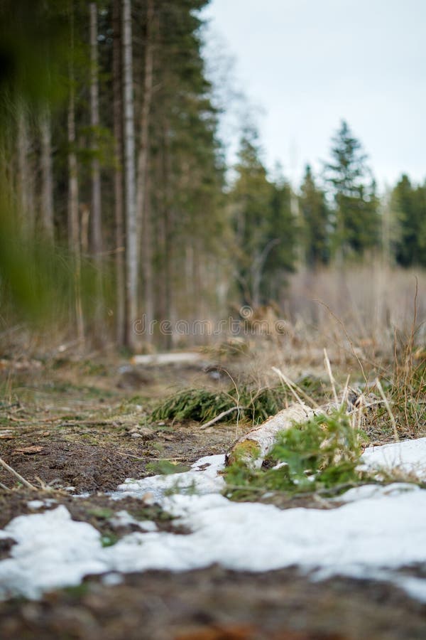 Image of Trees and Trail with a Little Bit of Snow in Forest Stock ...