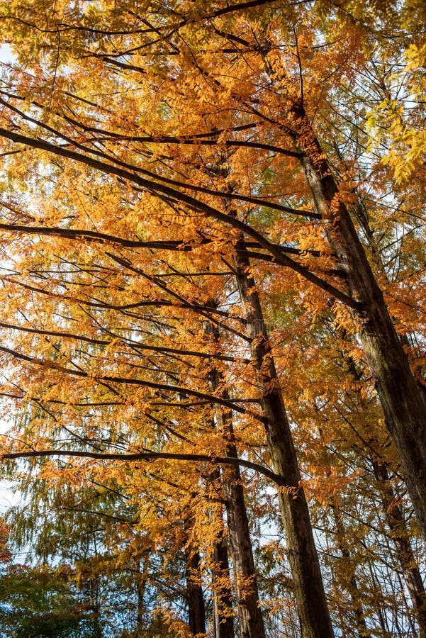 Image of Trees with Yellow and Red Leaves during the Fall Season. Stock ...