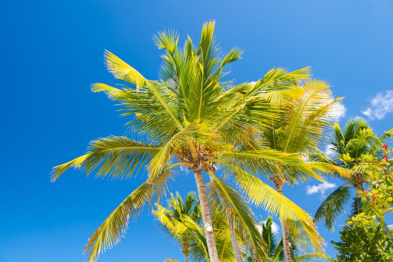 Image of Tropical Palm Tree. Tropical Palm Tree with Leaves Stock Photo ...