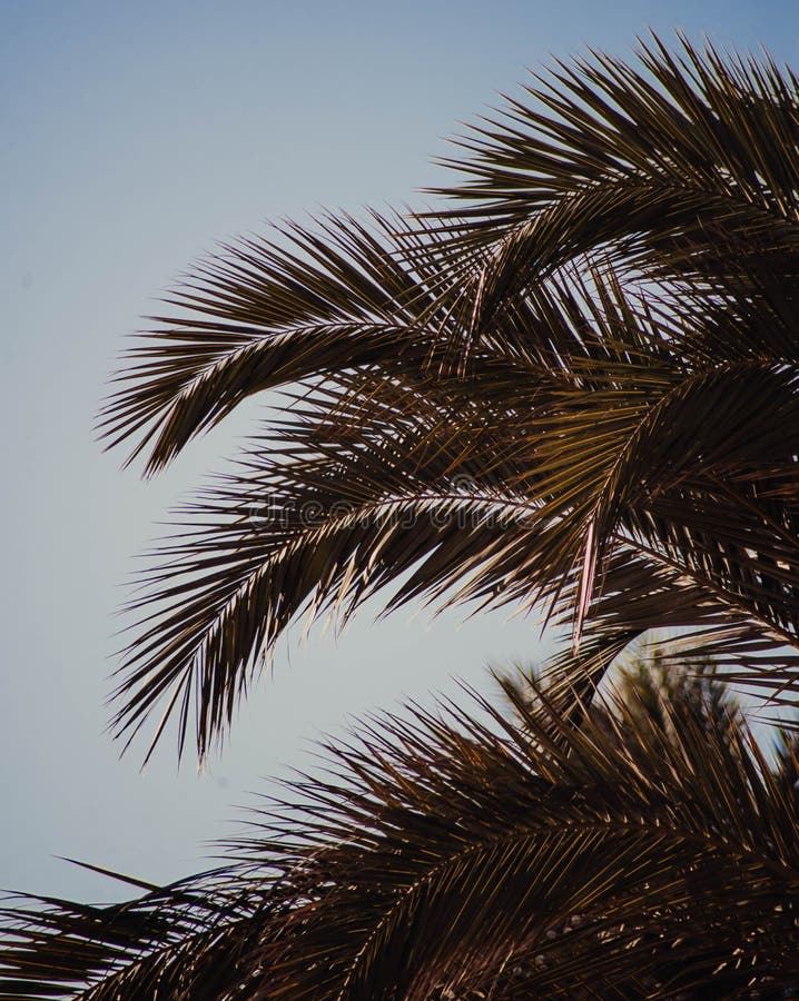 Image of a Tropical Palm Tree Moved by the Wind Stock Photo - Image of ...