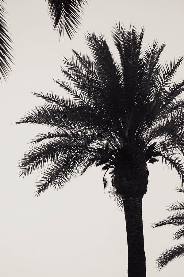 Image of a Tropical Palm Tree Moved by the Wind Stock Photo - Image of ...