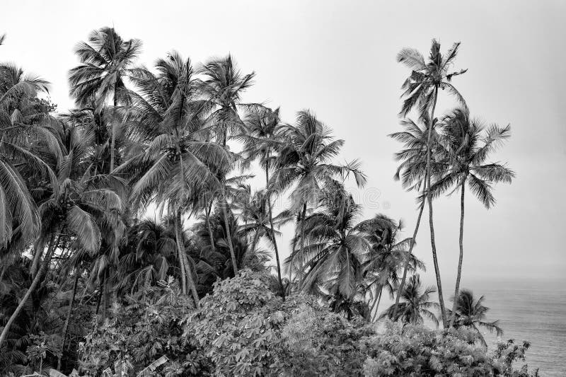 Image of Tropical Summer Palm Tree. Tropical Summer Palm Tree. Tropical ...
