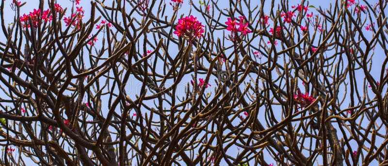 Image of Tropical Trees that Bloom during the Changing Seasons Stock ...