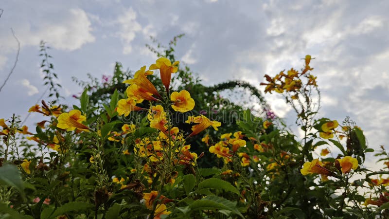 Trumpetbush Tree of the Tecoma Stans Yellow Bells of Fire Flower Stock ...