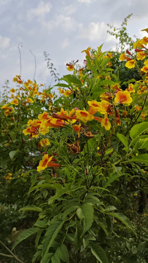 Trumpetbush Tree of the Tecoma Stans Yellow Bells of Fire Flower Stock ...