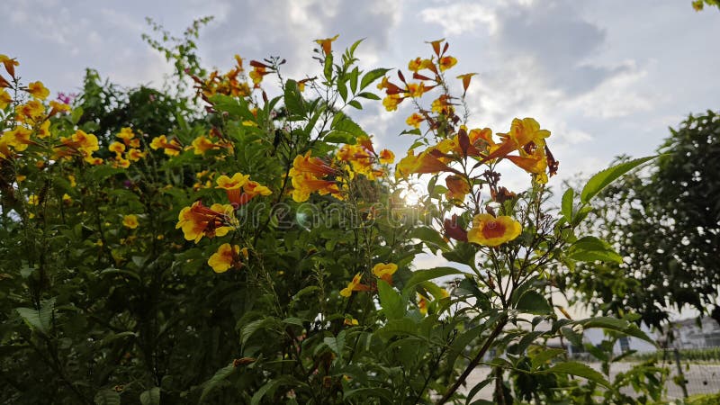 Trumpetbush Tree of the Tecoma Stans Yellow Bells of Fire Flower Stock Photo - Image of tropical ...