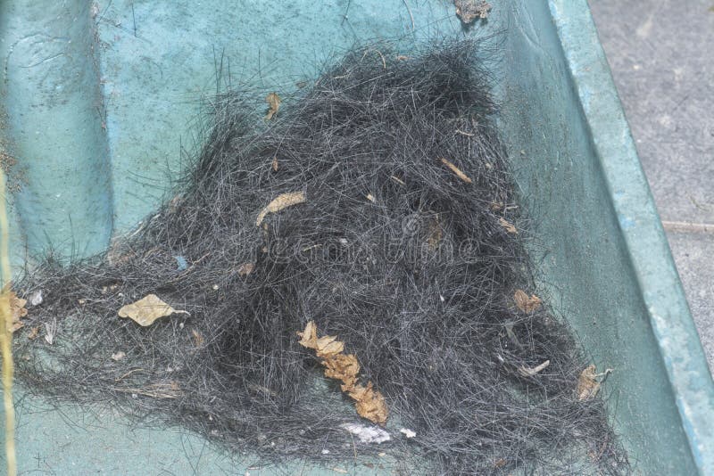 Tuft of Cut Hair in the Dustbin Stock Image - Image of floor, garbage ...