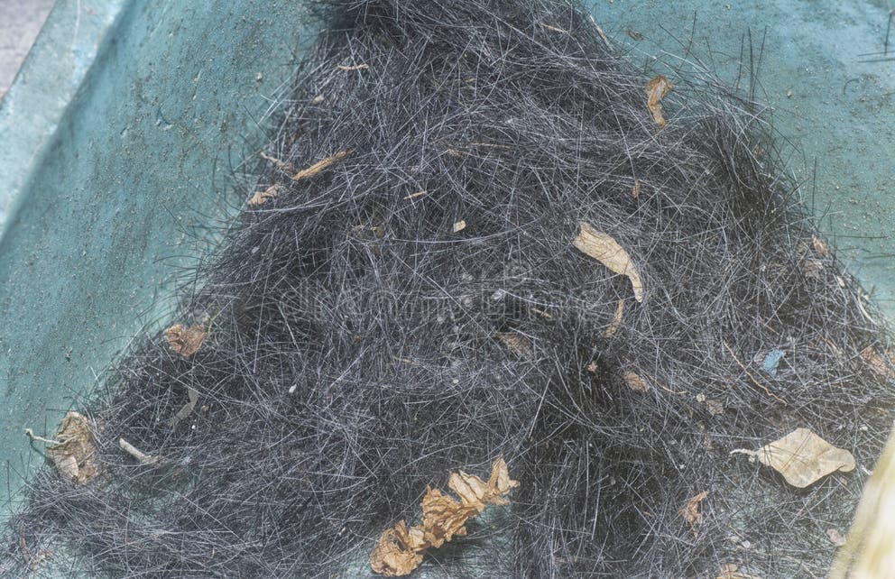 Tuft of Cut Hair in the Dustbin Stock Image - Image of dump, grey ...