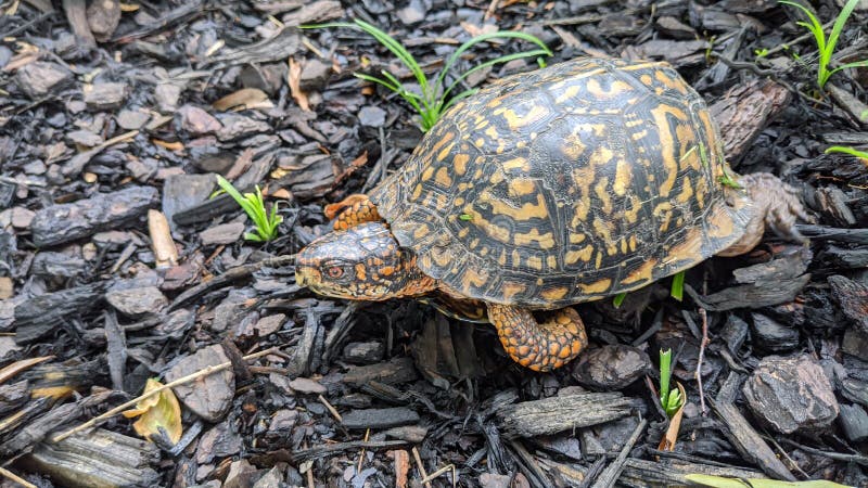 Turtle in the Garden stock image. Image of colorful - 197892993