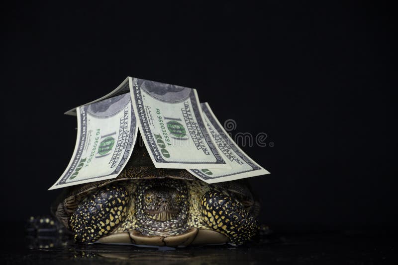 Turtle with money stock image. Image of move, savings - 16305567