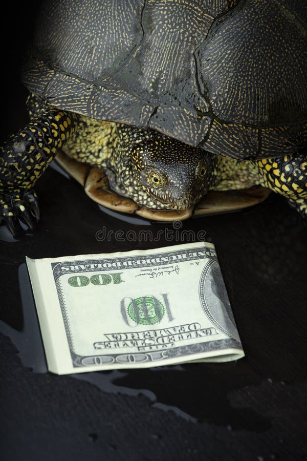 Turtle with money stock image. Image of move, savings - 16305567
