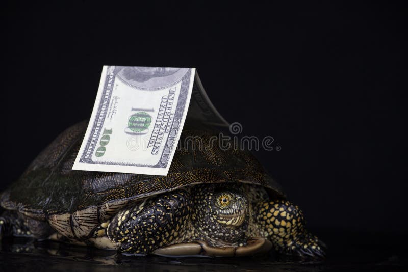 Turtle with money stock image. Image of move, savings - 16305567