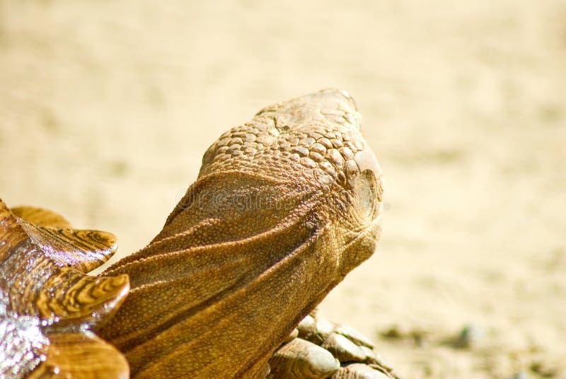 Image of turtle stock image. Image of looking, shell - 48702271