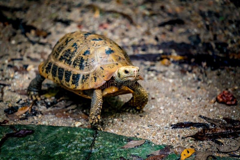Turtle stock image. Image of marine, ground, reptile - 101596517