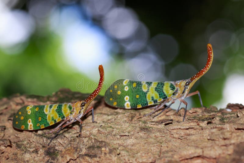 Image of Fulgorid Bug or Lanternfly Pyrops Oculata Stock Photo - Image ...