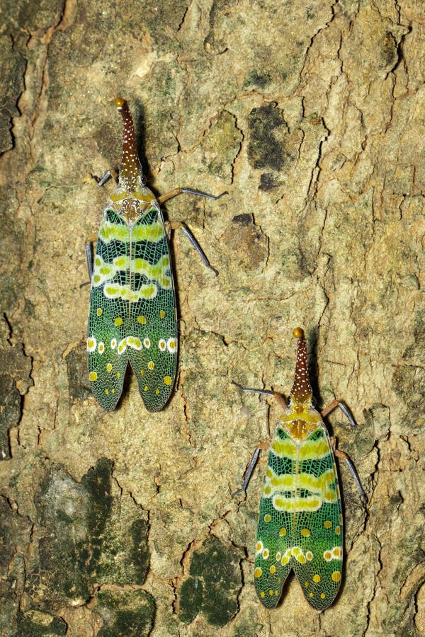 Image of Two Fulgorid Bug or Lanternfly Pyrops Oculata on Tree Stock ...