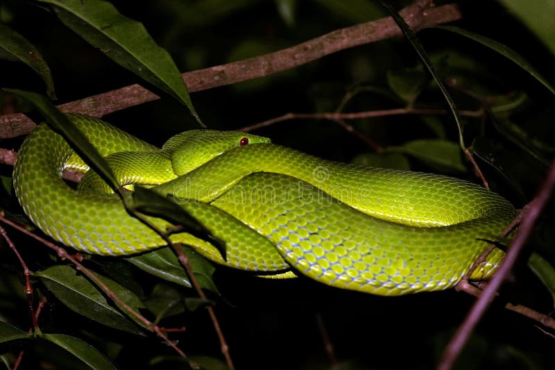 Two Green Snakes Laying on Branches of a Tree at Night Stock Photo ...