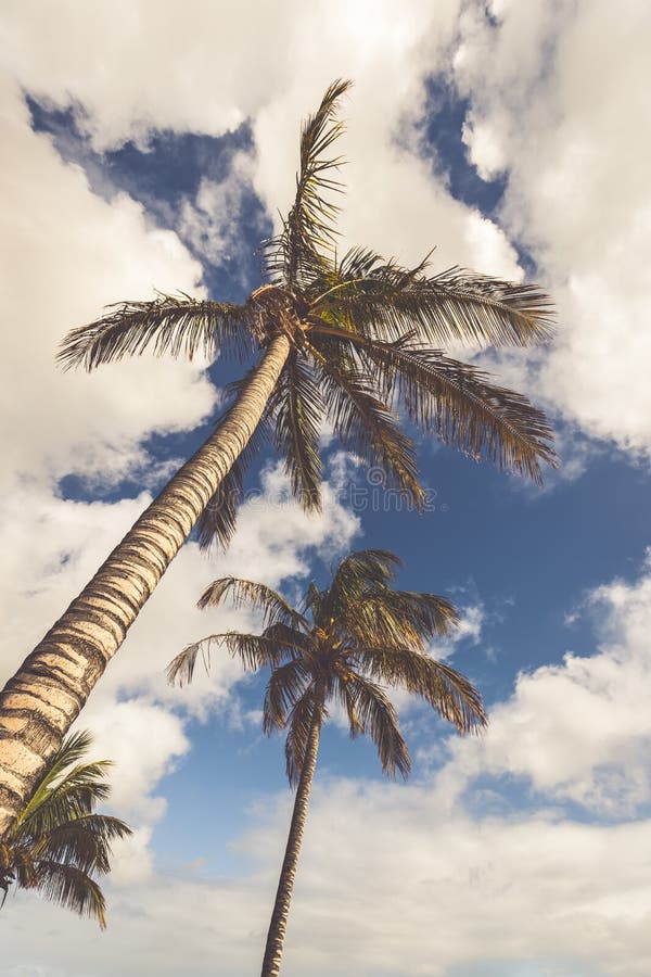 An Image of Two Nice Palm Trees in the Blue Sunny Sky Stock Image ...