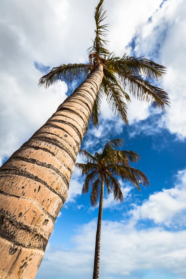 An Image of Two Nice Palm Trees in the Blue Sunny Sky Stock Image ...