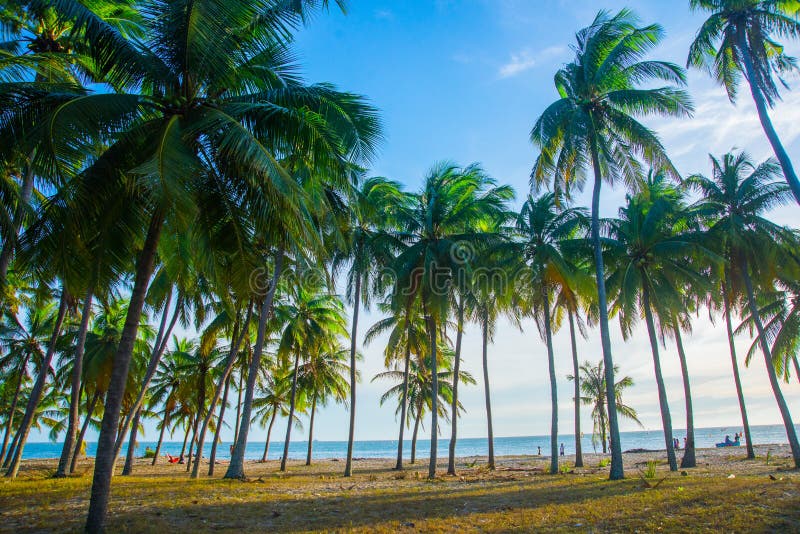 An Image of Two Nice Palm Trees in the Blue Sunny Sky Stock Photo ...