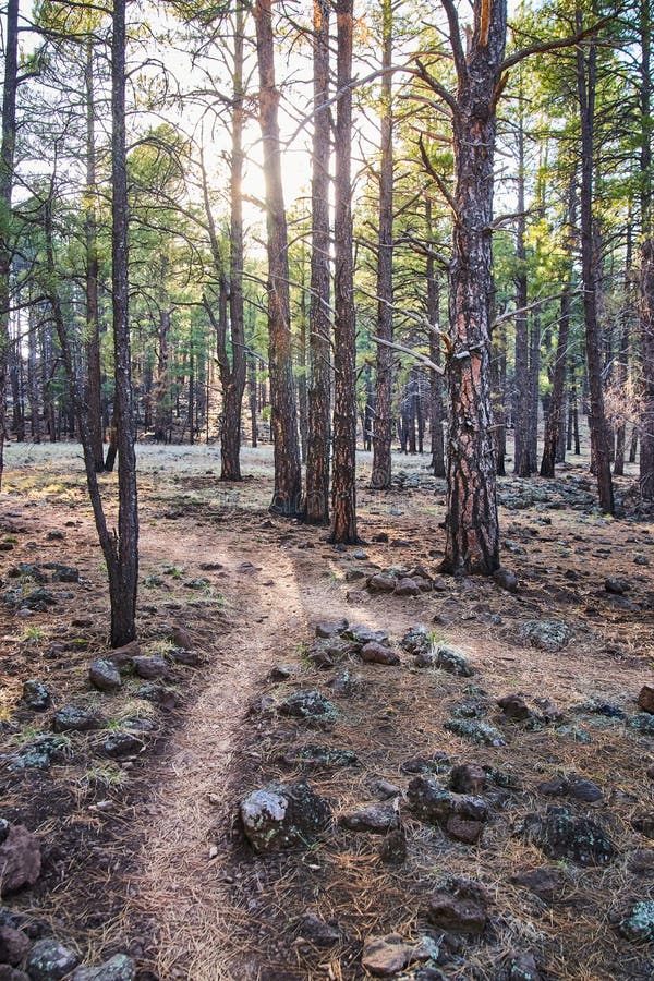 Two Paths Merge on Hiking Trail through Serene Pine Tree Forest Stock ...