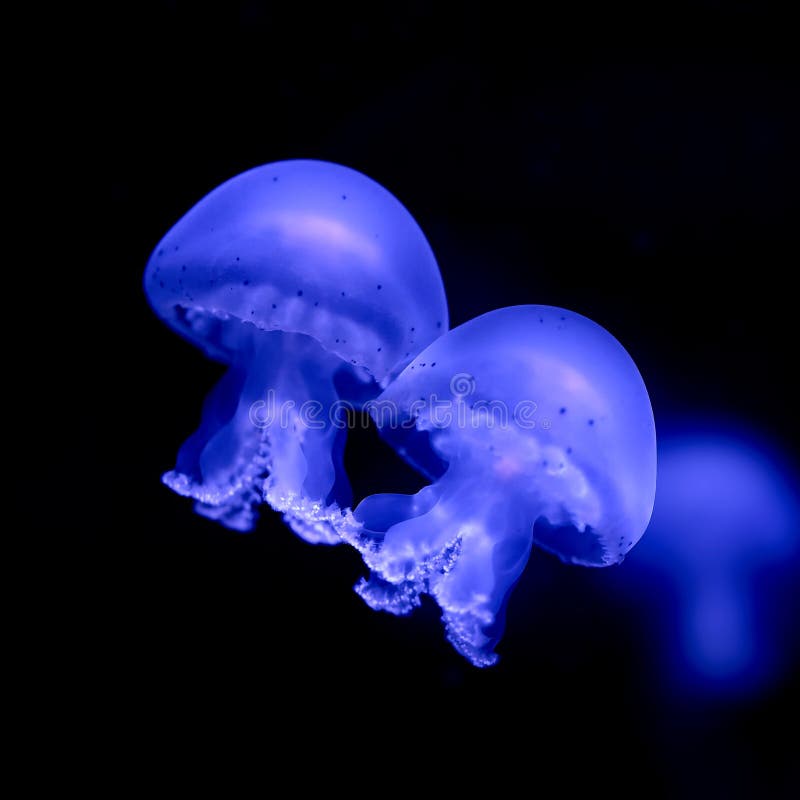Two Pretty Jellyfish Underwater Sea Stock Photo - Image of ecology ...