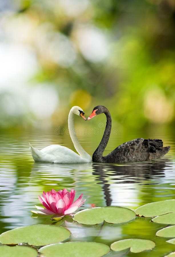 Image of Two Swans in Park Close-up Stock Image - Image of bird ...