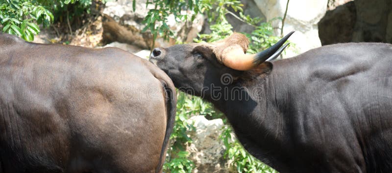 Two Cows Bulls Mating on the Field Stock Photo - Image of dairy, animal ...