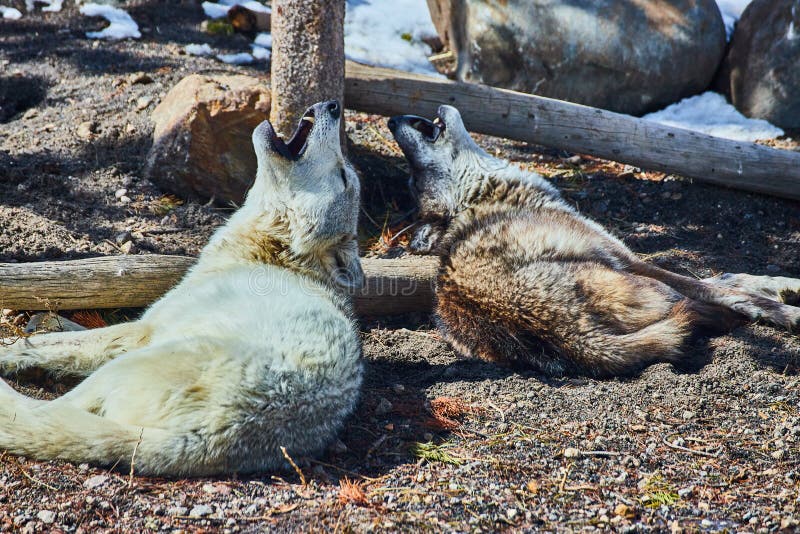 Two Wolves Laying Down and Howling Stock Photo - Image of forest ...