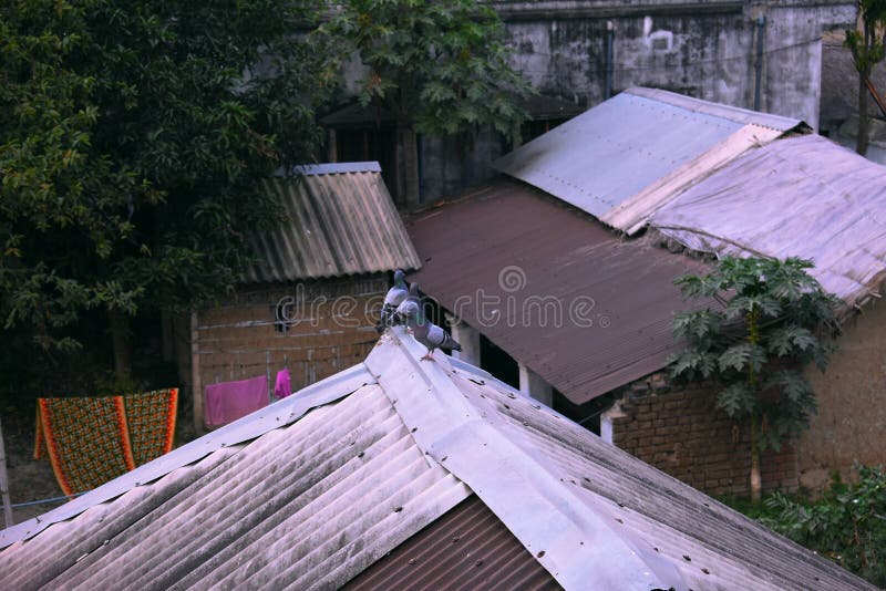 A Image of a Typical Village Hut with a Pigeon Sitting on the Rooftop ...