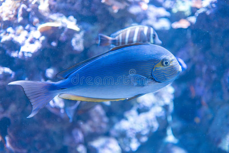 Image of Underwater Shot of Blue Fish Acanthurus Mata Stock Image ...