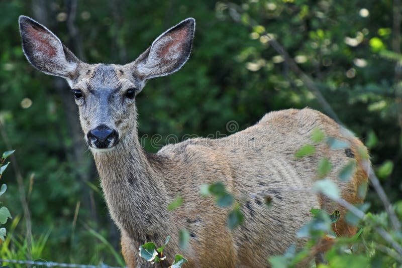 Young Female Deer stock image. Image of looking, antlers - 124748939