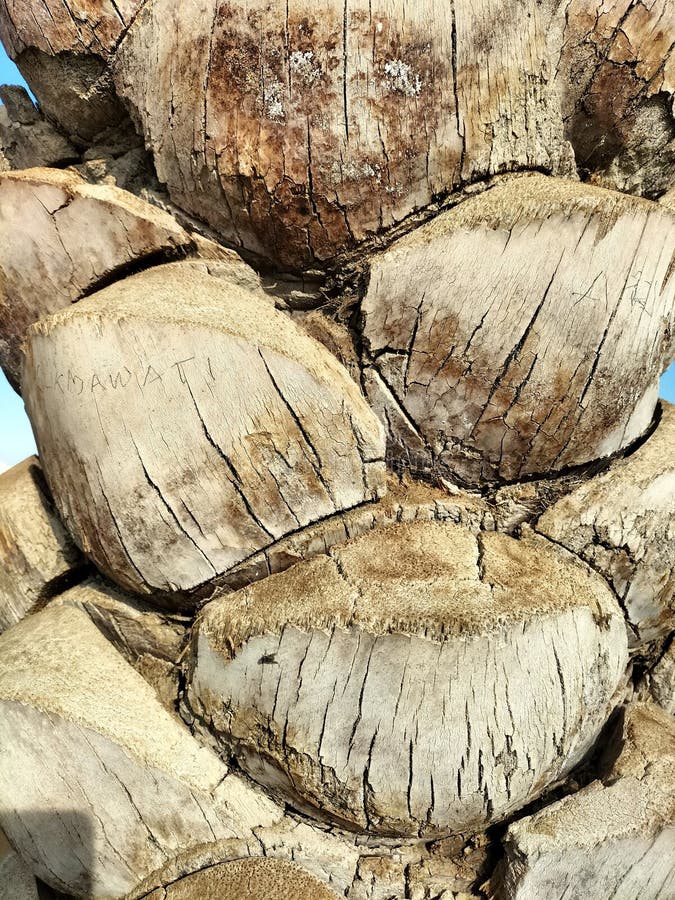 Date tree stock photo. Image of water, date, fall, little - 102693700