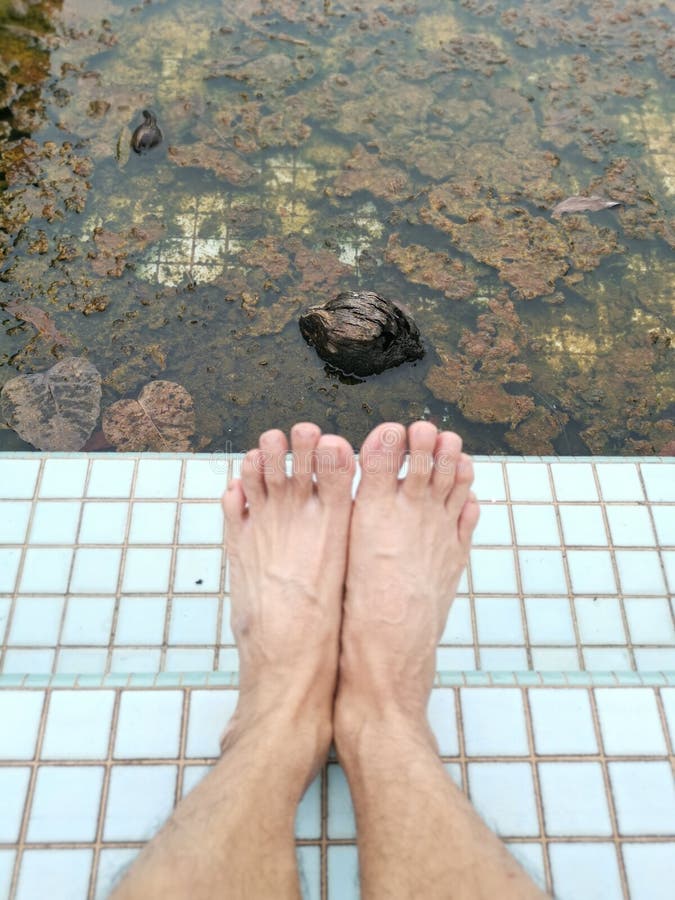 Unmaintained Outdoor Swimming Pool with Algae Floating on the Water ...