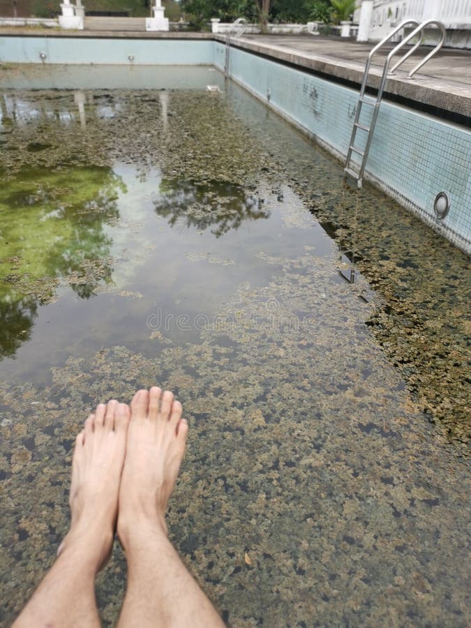 Unmaintained Outdoor Swimming Pool with Algae Floating on the Water ...
