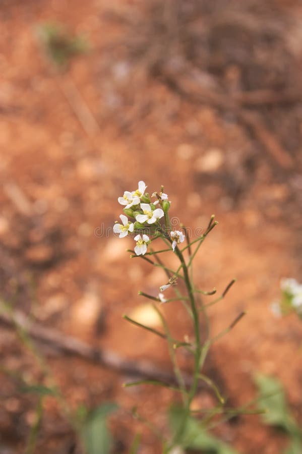 Vertical Image of White Radish Diplotaxis Erucoides in Its Habitat ...