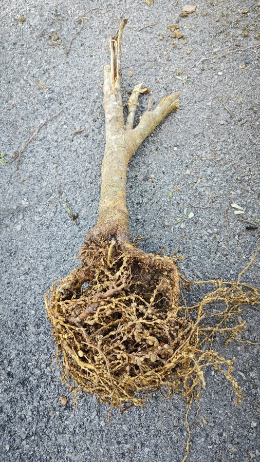 Uprooted Plant with Infected Root Knot Nematodes. Stock Image - Image ...