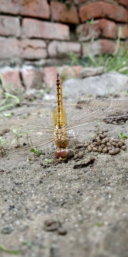 Image of an Upside Down Dragon Fly Stock Photo - Image of dragon ...