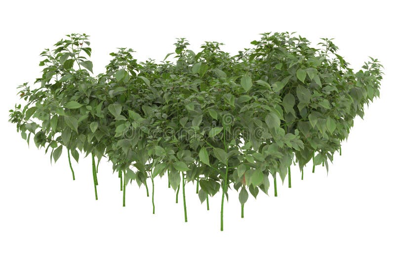 Realistic Plants Isolated on Background. 3d Rendering - Illustration ...