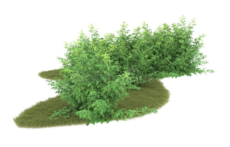 Realistic Foliage Isolated on Background. 3d Rendering - Illustration ...