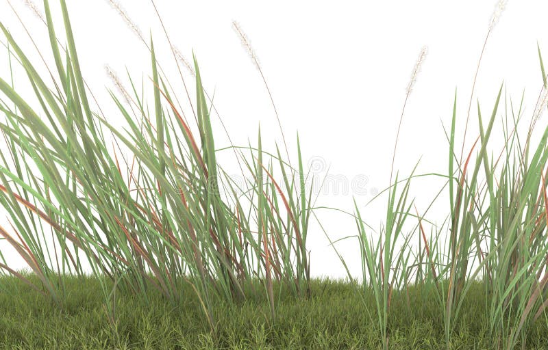 Realistic Grass Isolated on Background. 3d Rendering - Illustration ...