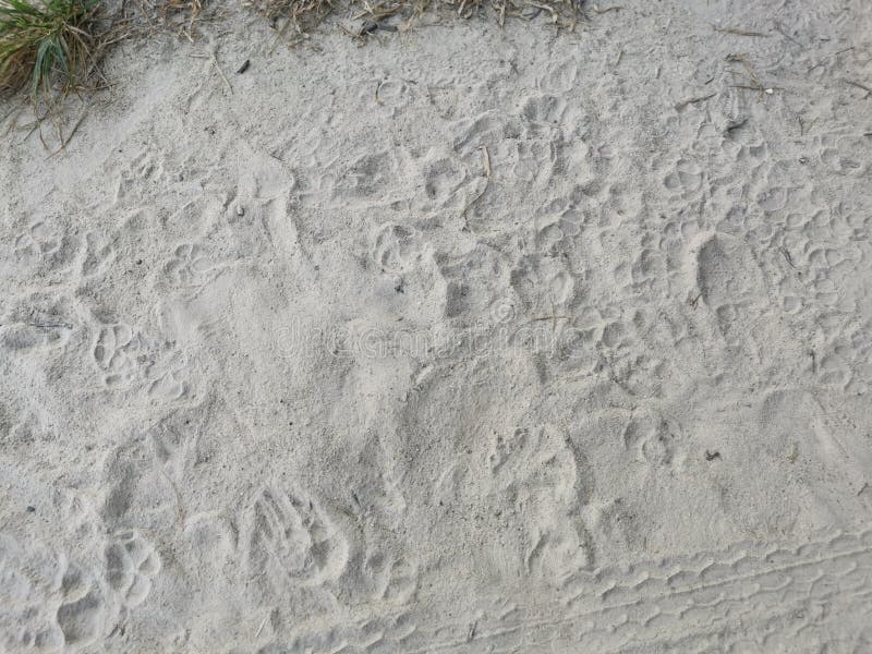 Various Foot Mark Trails on the Rural Sandy Road. Stock Image - Image ...
