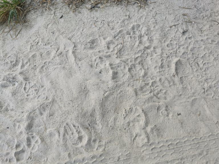 Various Foot Mark Trails on the Rural Sandy Road. Stock Image - Image ...