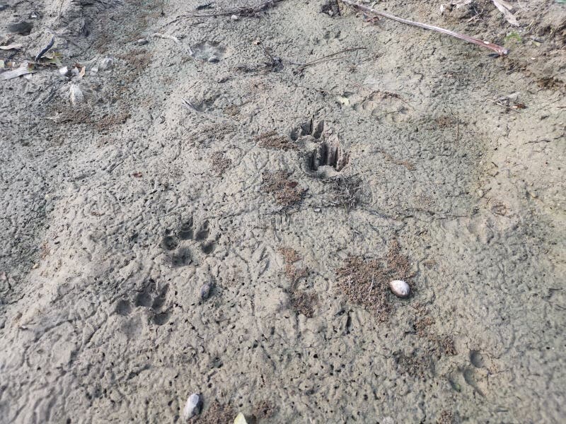 Various Foot Mark Trails on the Rural Sandy Road. Stock Photo - Image ...