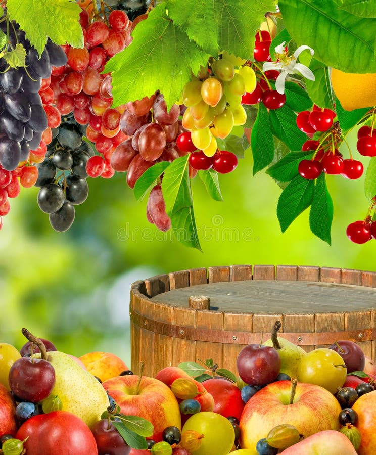 Image of Various Ripe Fruits in the Garden Closeup Stock Image - Image ...